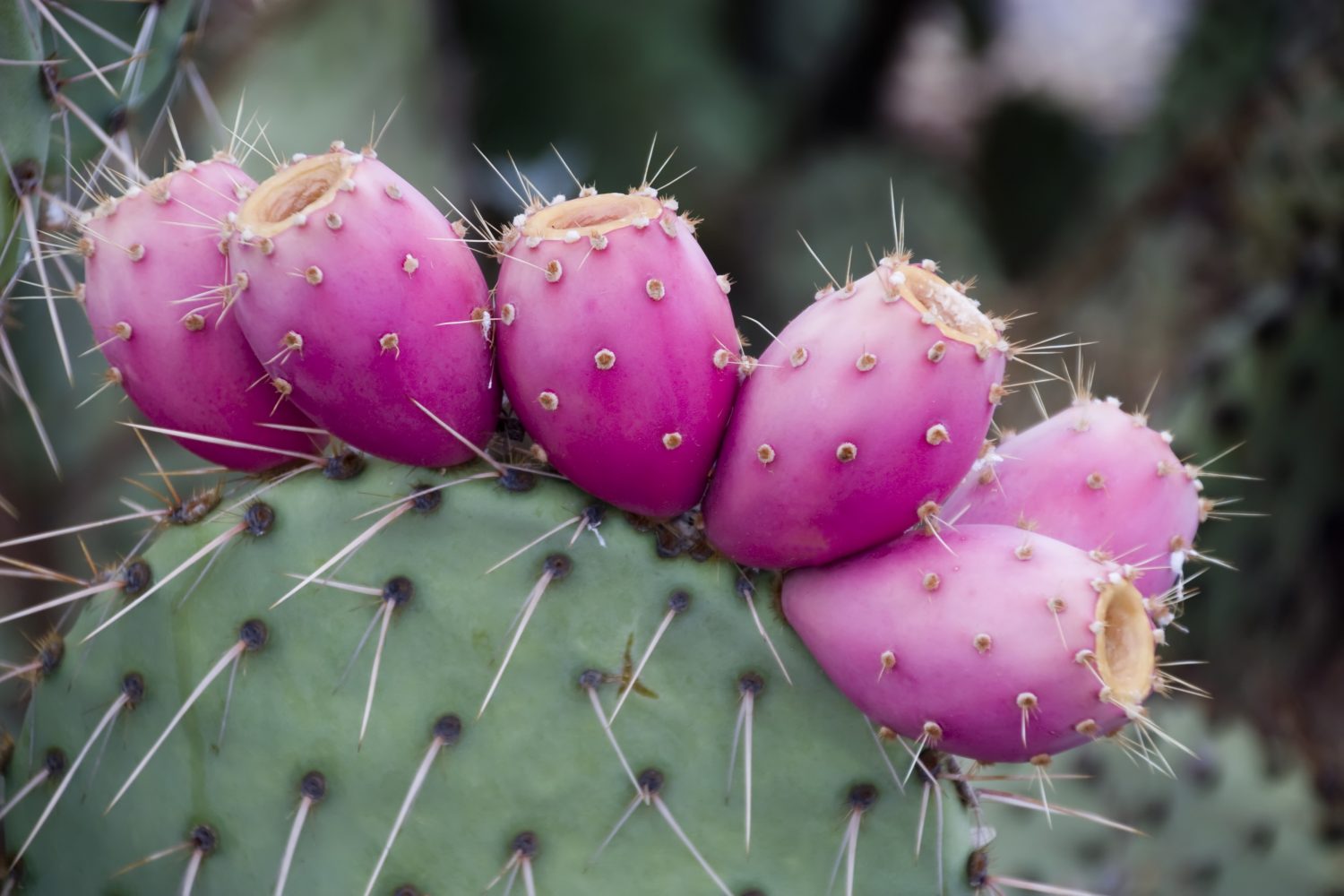 Harvest Prickly Pear at Tucson's Tanque Verde Ranch